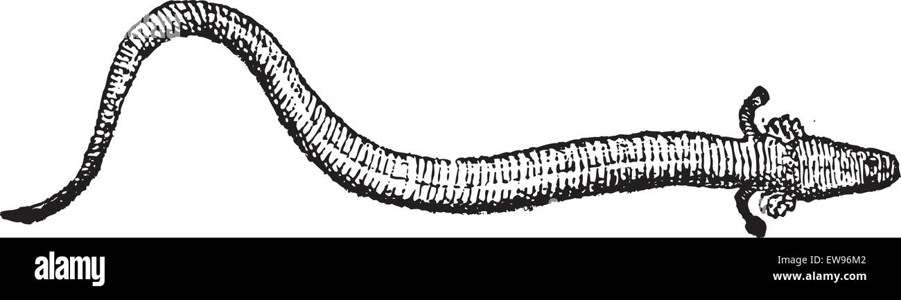 Old engraved illustration of Sirenidae or siren (animal) isolated on a ...