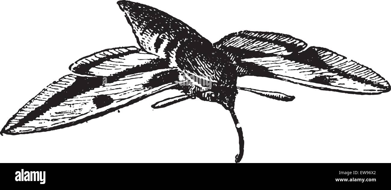 Sphinx moth hawk moth hornworms Stock Vector Images - Alamy