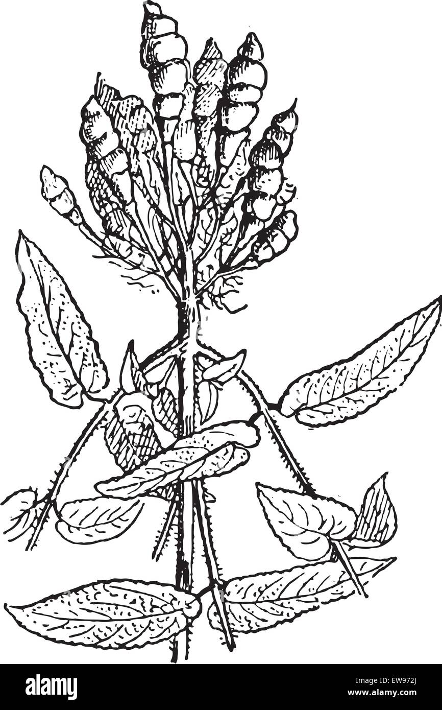 Chinese Artichoke or Stachys affinis, vintage engraved illustration ...