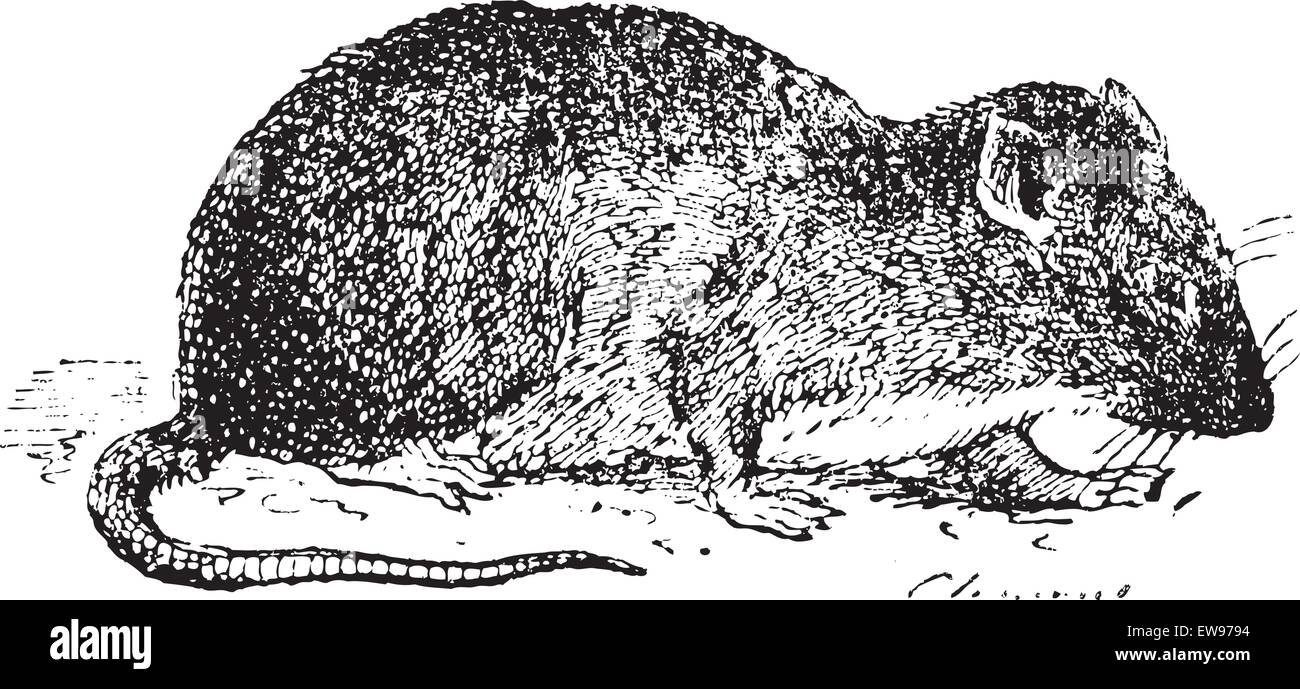 Norwegian rat hi-res stock photography and images - Alamy