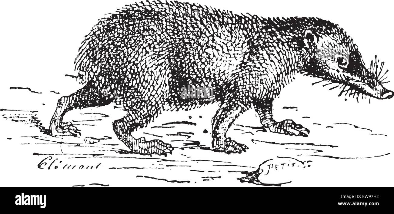 Old engraved illustration of Tailless tenrec or Tenrec ecaudatus or ...