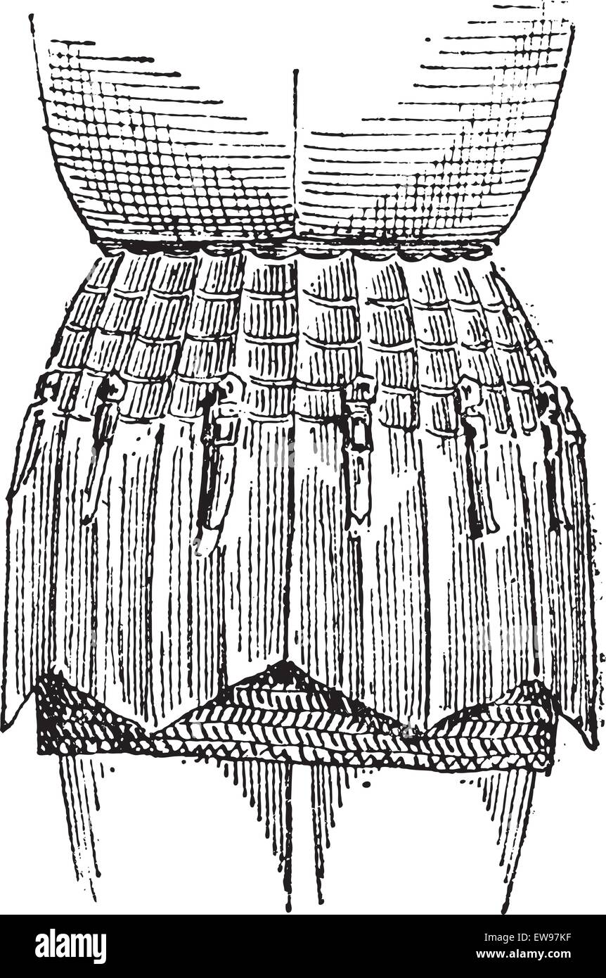 Old engraved illustration of plateskirt isolated on a white background ...