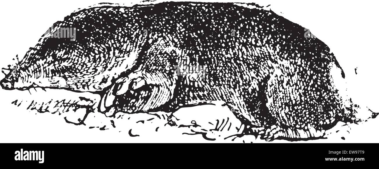 Common mole rat Stock Vector Images - Alamy