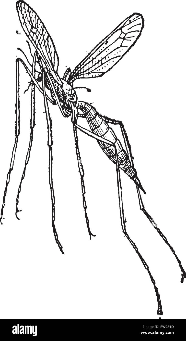 Long legged flies Stock Vector Images - Alamy