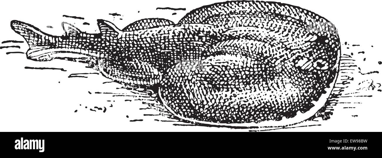Electric Ray or Torpediniformes, vintage engraved illustration ...