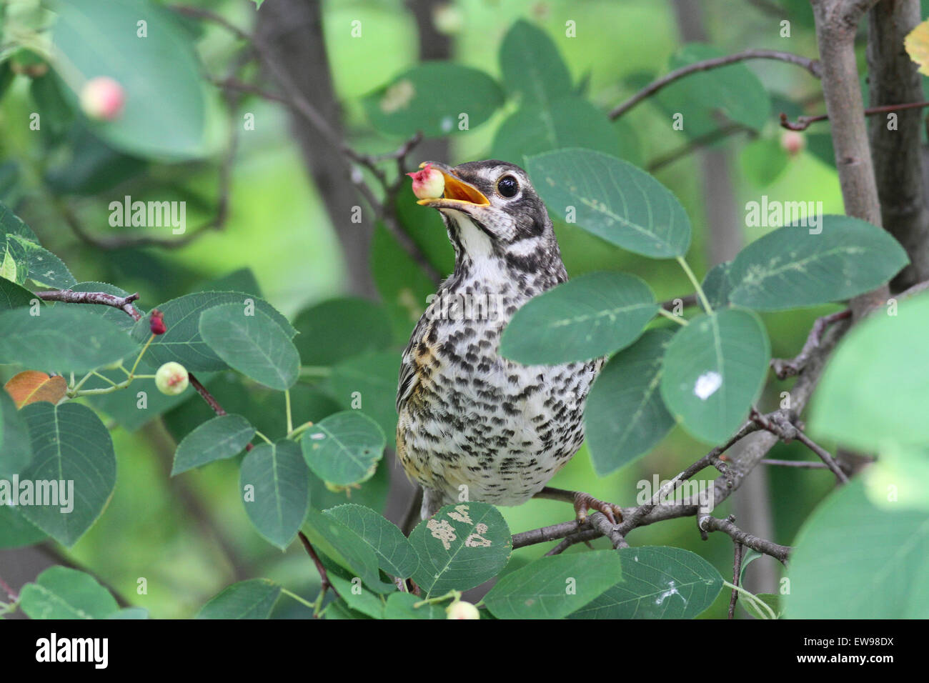 American robin eating serviceberry Stock Photo - Alamy
