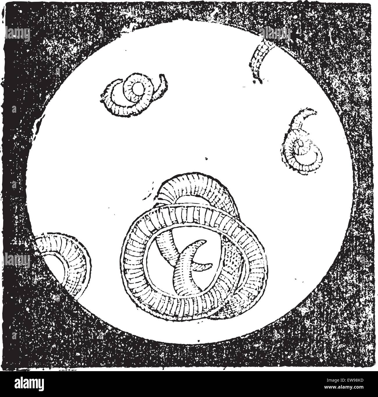 Trichinosis hi-res stock photography and images - Alamy