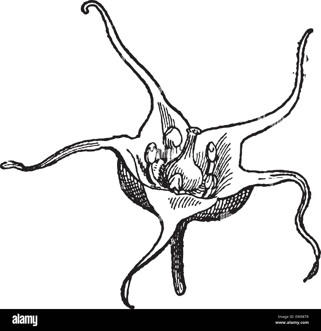 Ullucus tuber Stock Vector Images - Alamy