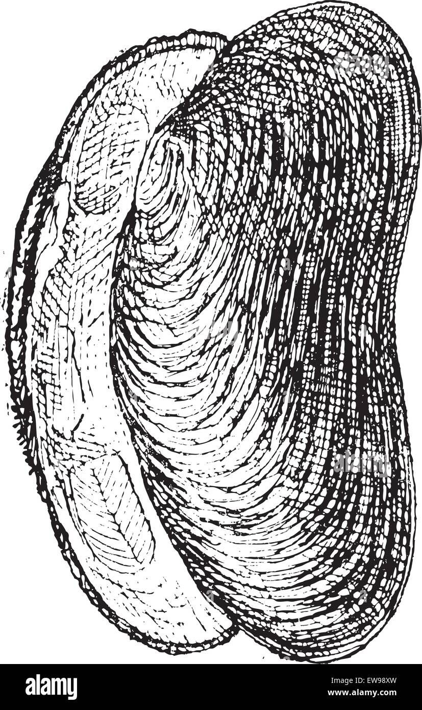 Freshwater mussel illustration hi-res stock photography and images - Alamy