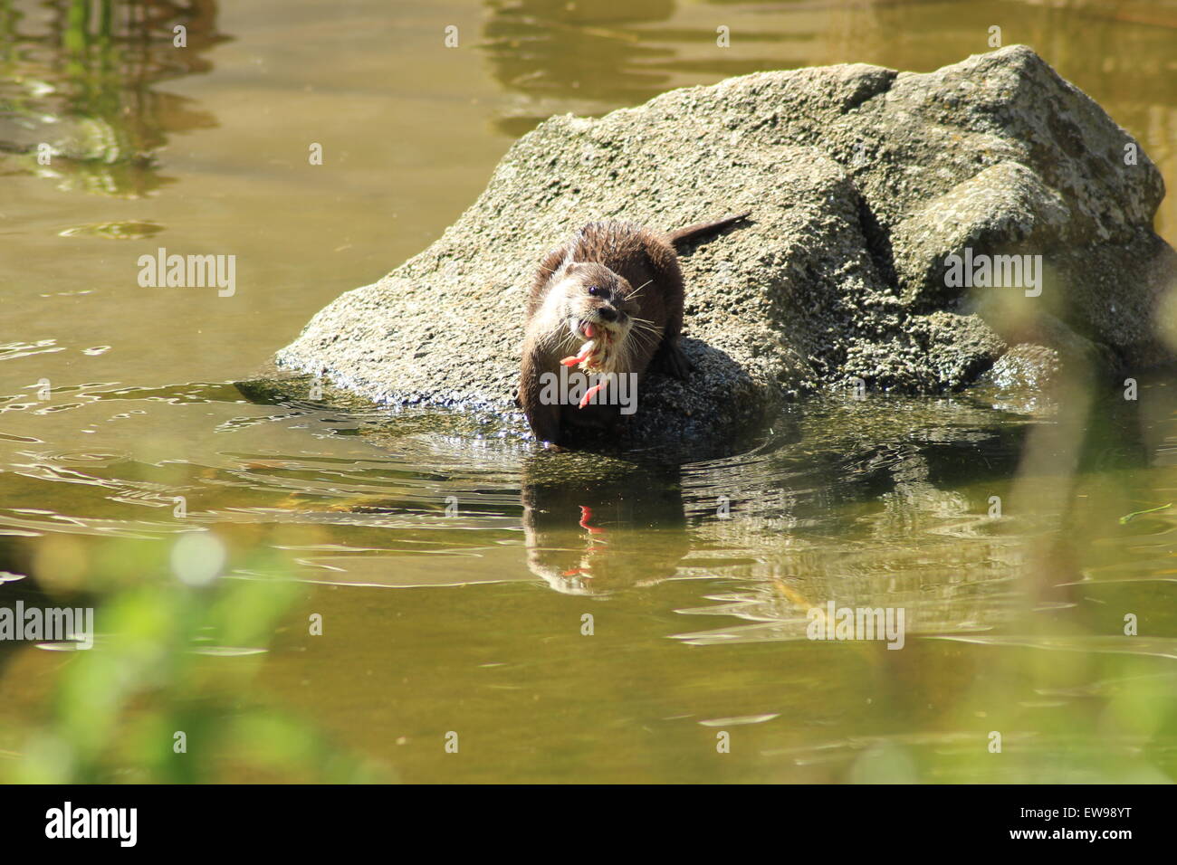 Happy otters hi-res stock photography and images - Alamy