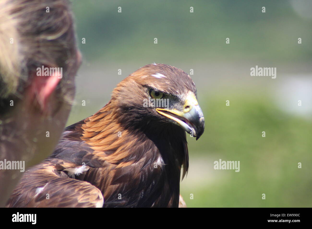 Golden eagle a beautiful bird of prey, a powerful magnificent bird ...