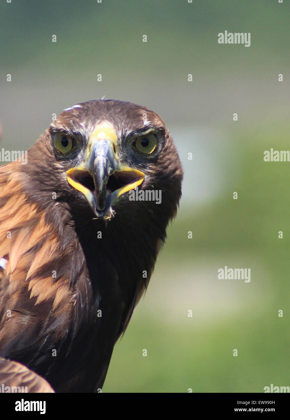 Golden eagle a beautiful bird of prey, a powerful magnificent bird ...