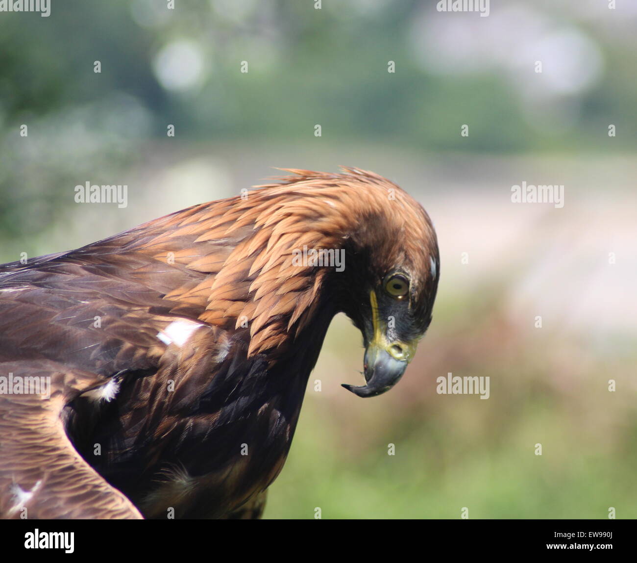 Golden eagle a beautiful bird of prey, a powerful magnificent bird ...