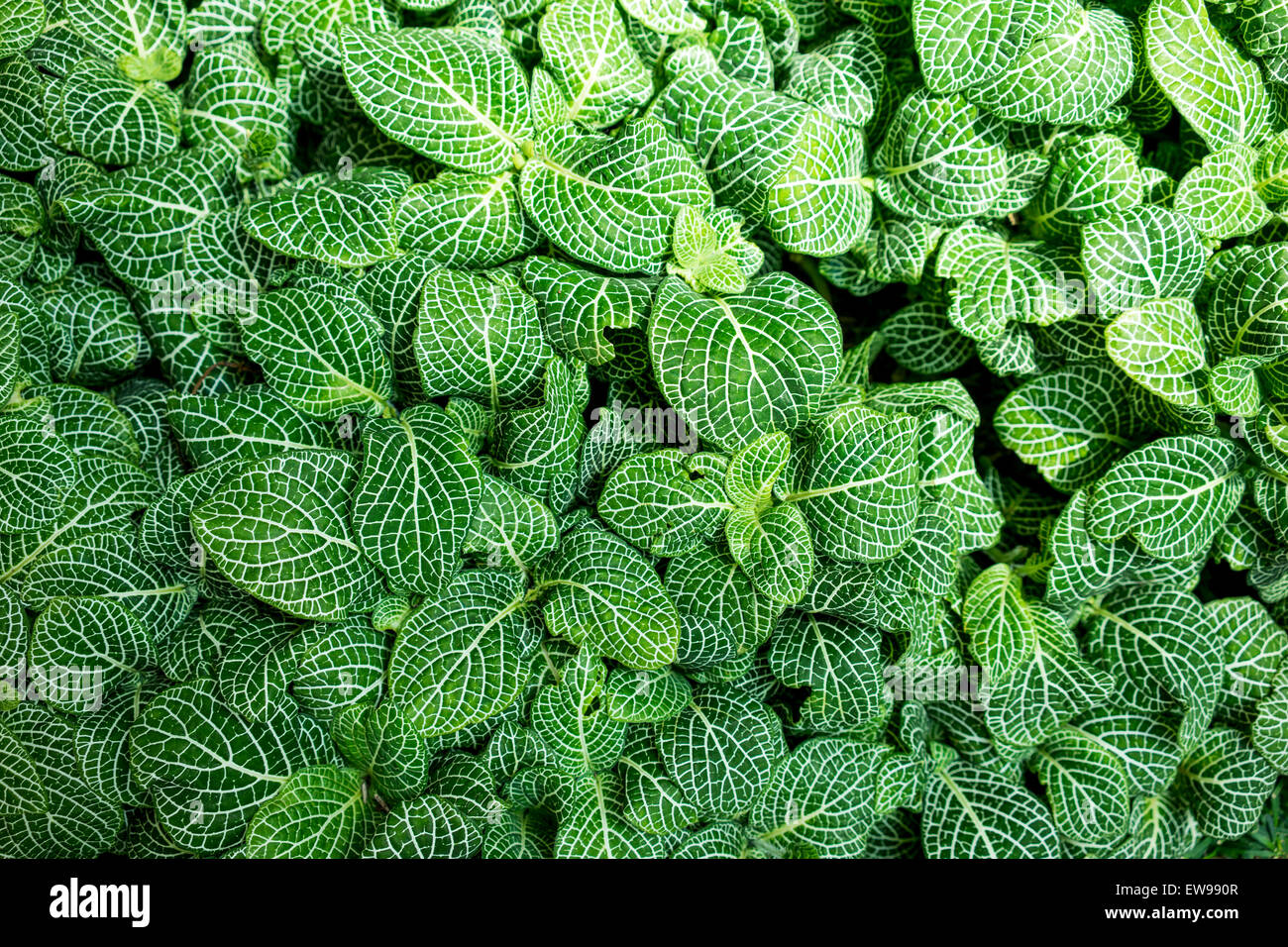Green Foliage - Background Use (Text Friendly Stock Photo - Alamy