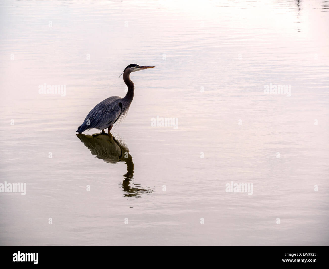 Crane wading in pond hi-res stock photography and images - Alamy
