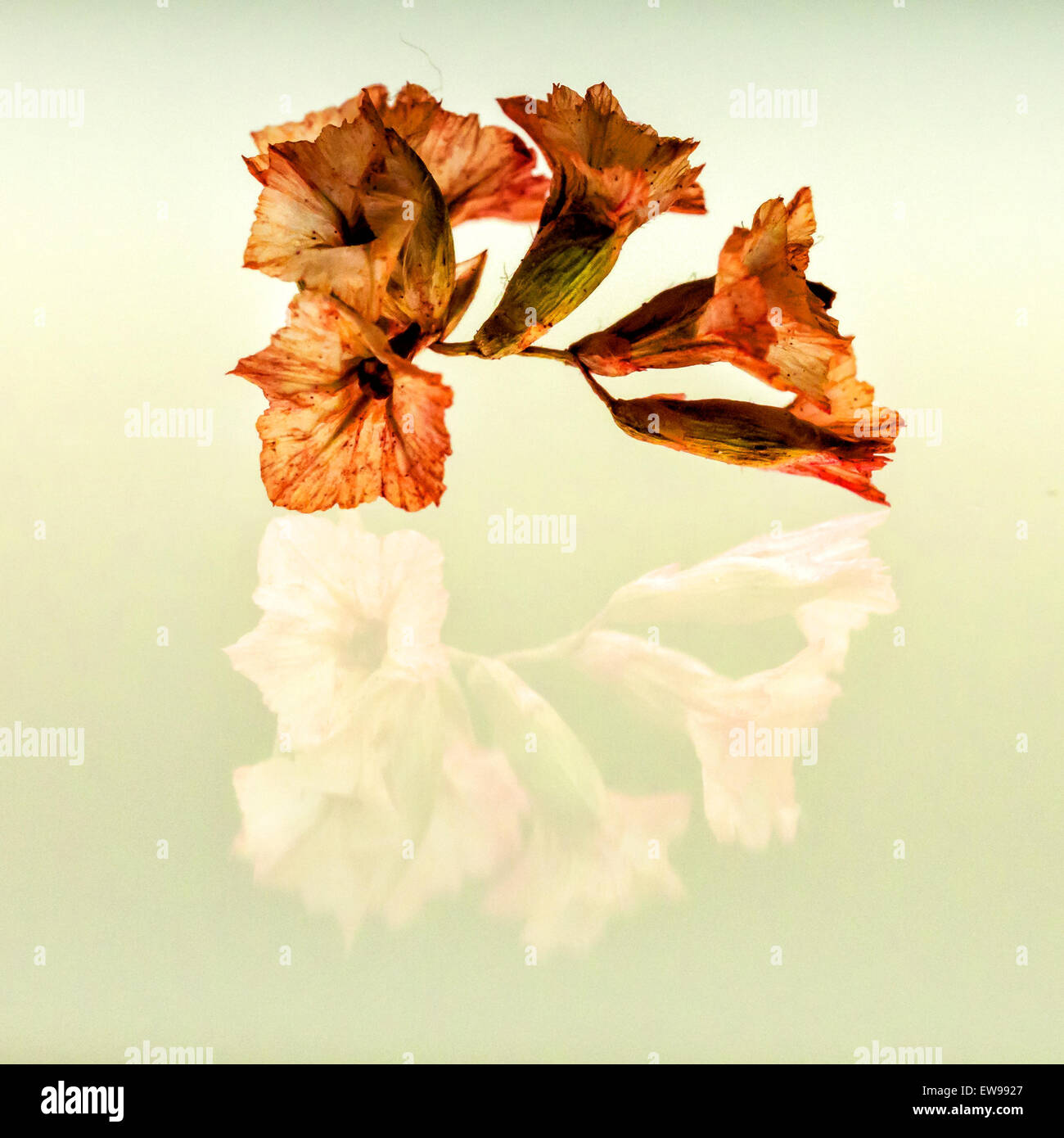 Pool with flower hi-res stock photography and images - Alamy