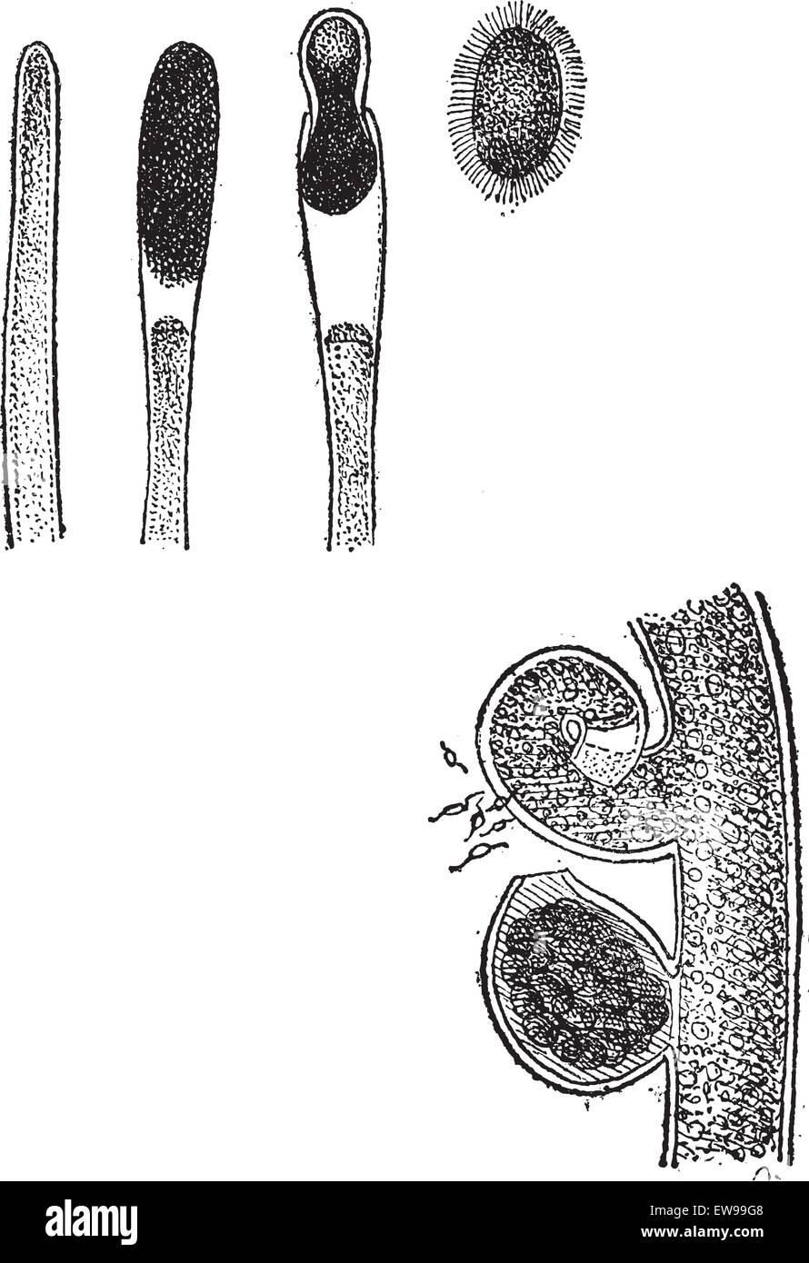 Spore Formation