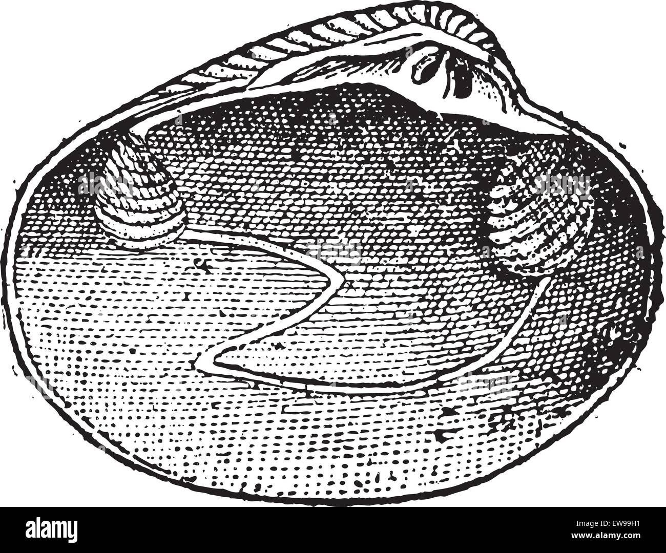 The venus clams Stock Vector Images - Alamy
