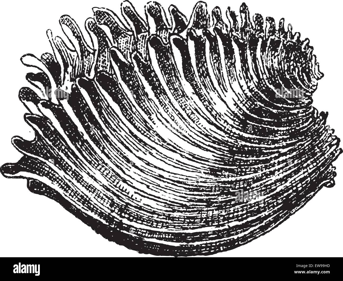 Freshwater mollusc Stock Vector Images - Alamy