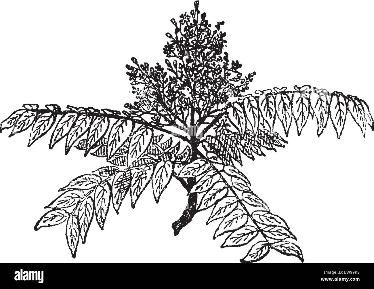 Tree of heaven ailanthus altissima Stock Vector Images - Alamy