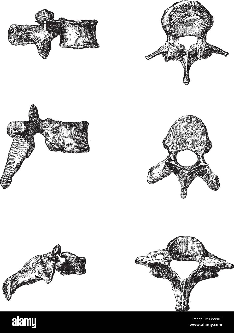 Human Vertebrae, showing side view (Left) and top view (right) of the ...
