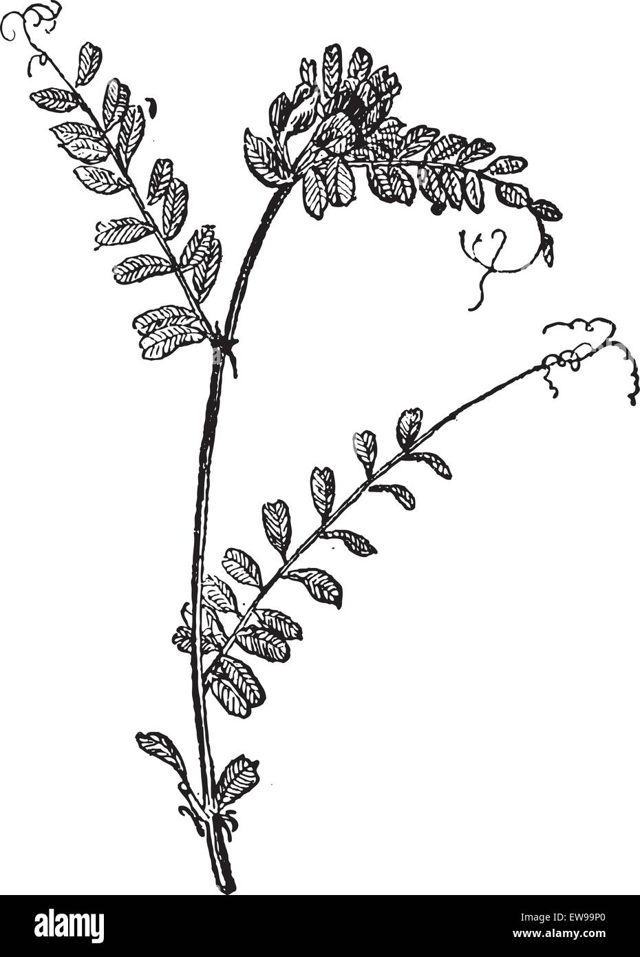 Common Vetch or Vicia sativa, vintage engraved illustration. Dictionary ...
