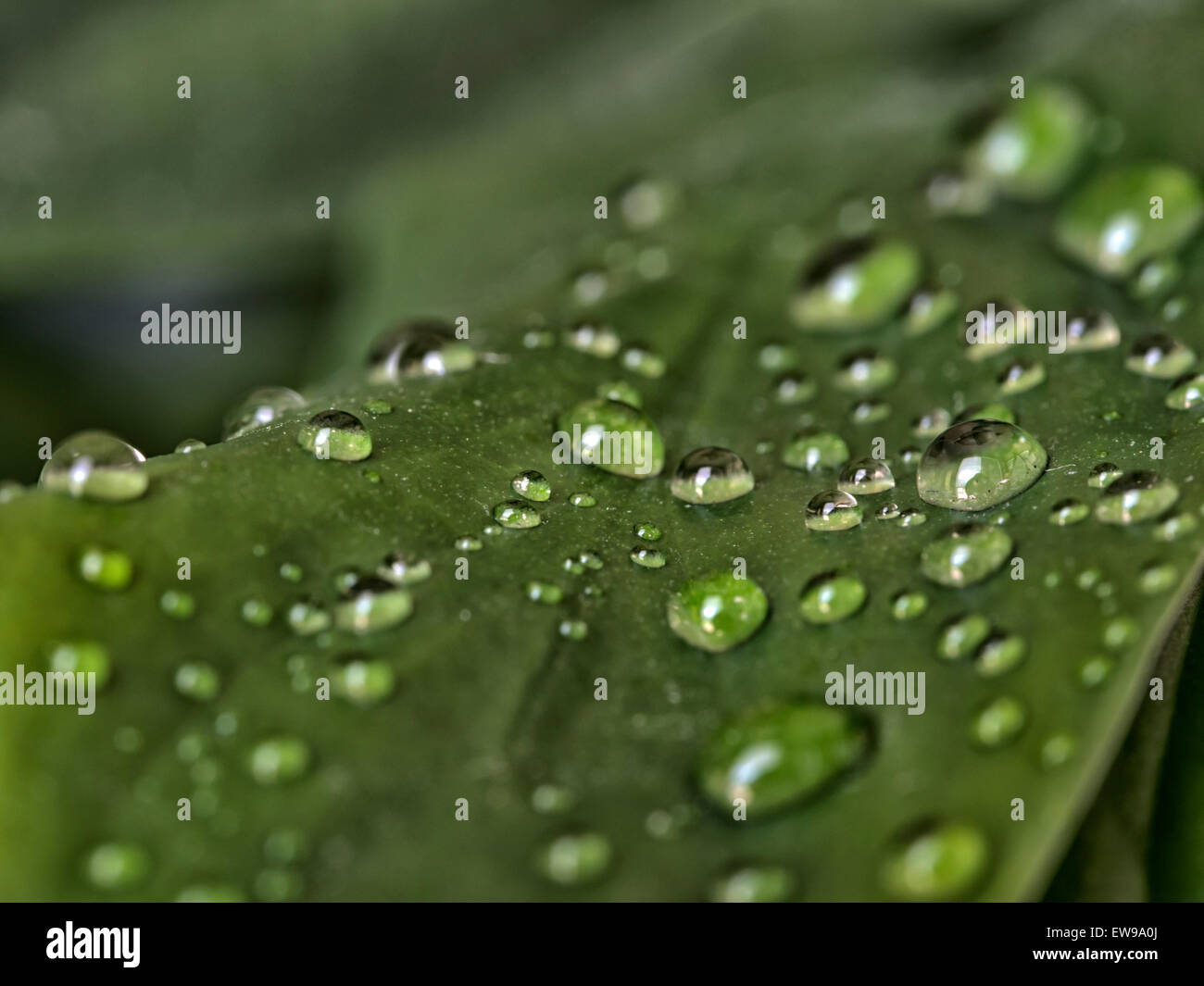 Water Droplets on Leaf - Macro Stock Photo - Alamy