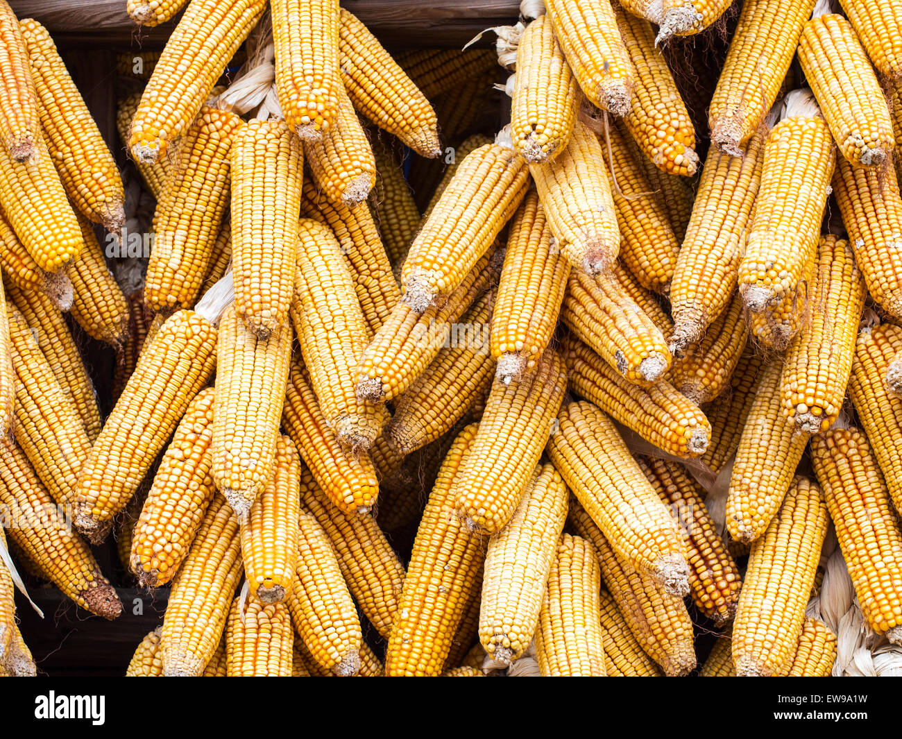 Drying Corn Cobs Stock Photo - Alamy