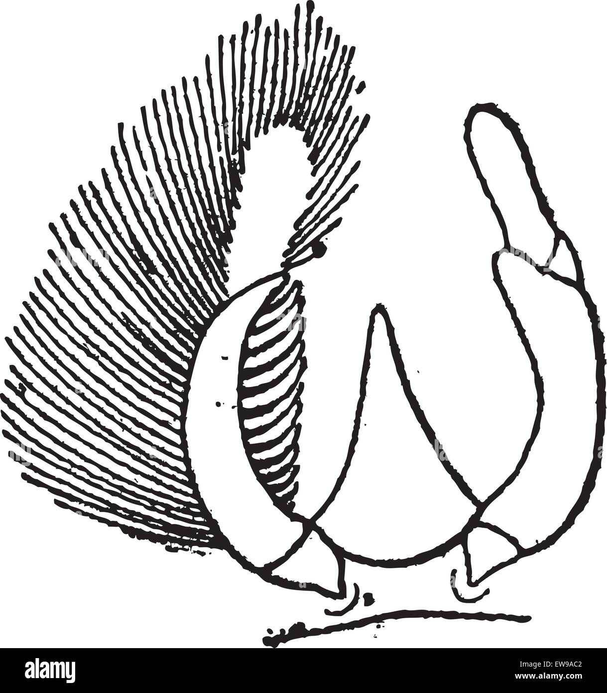 Fig 6. Insects maxillary palps, vintage engraved illustration ...