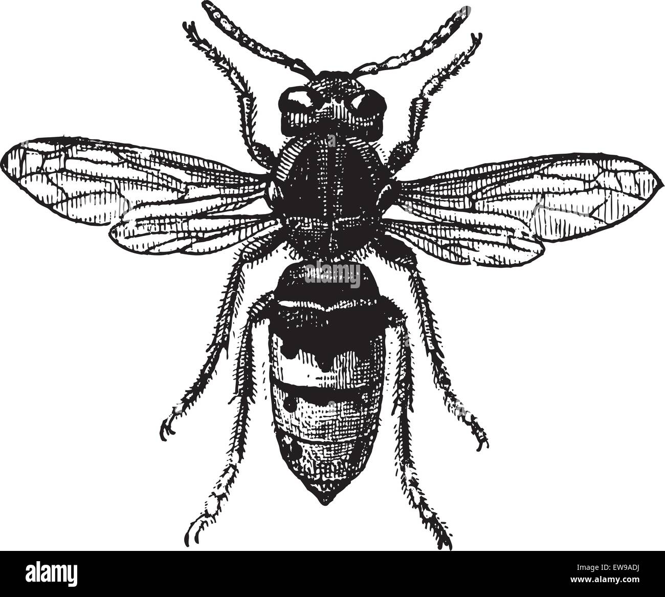 Fig 12. Wasp, vintage engraved illustration. Wasp Isolated on white ...