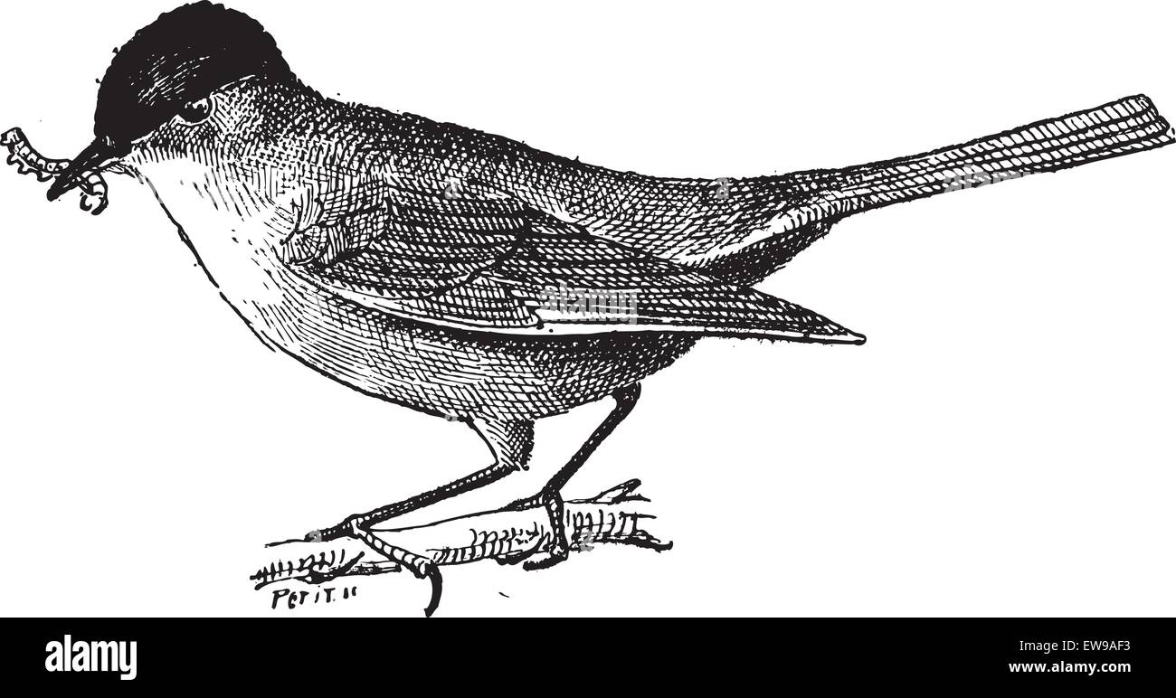 Insectivorous bird, vintage engraved illustration. Dictionary of words ...
