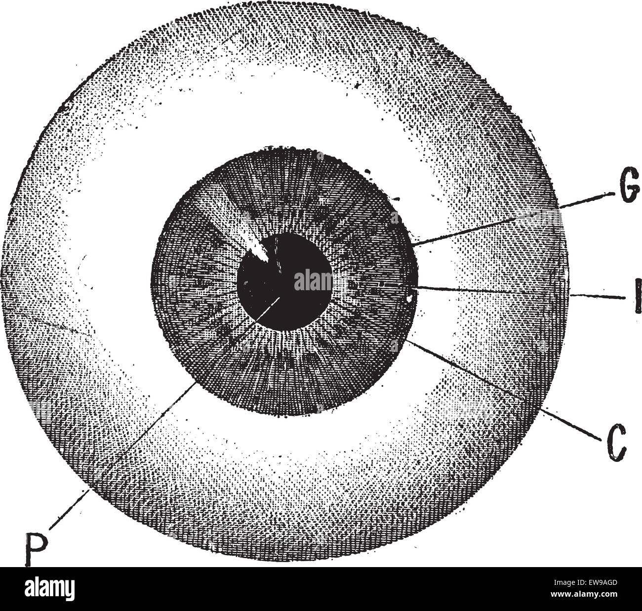 Human eye anatomy scientific hi-res stock photography and images - Alamy