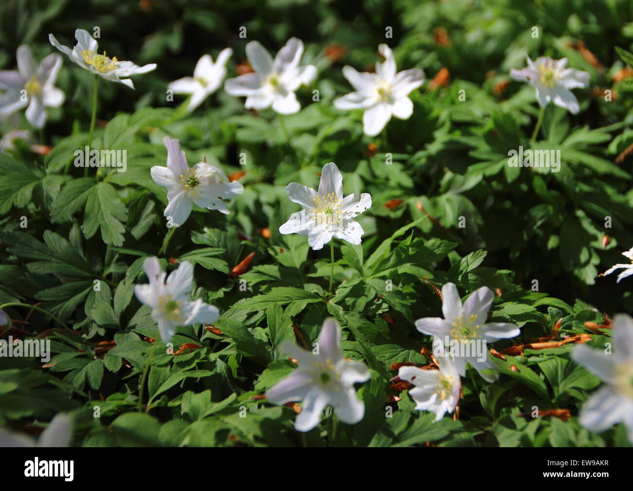 Closeup on Fresh Green and White Windflower Background in Forest Bed ...
