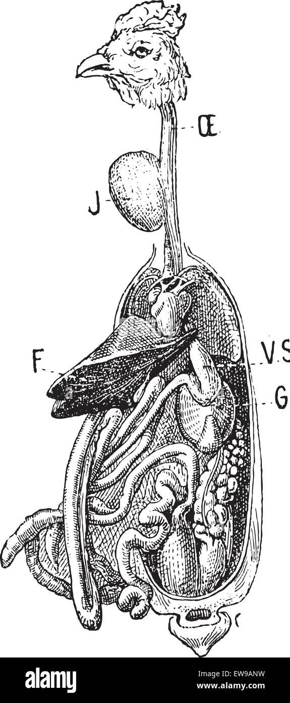 Bird Internal Anatomy