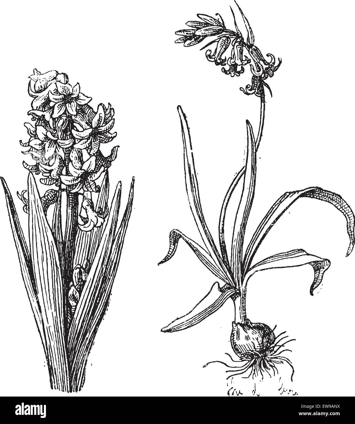 Hyacinth, Bluebell, vintage engraved illustration. Dictionary of words ...