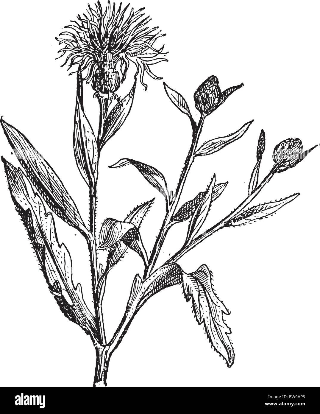 Knapweed or Centaurea or starthistles, vintage engraved illustration ...