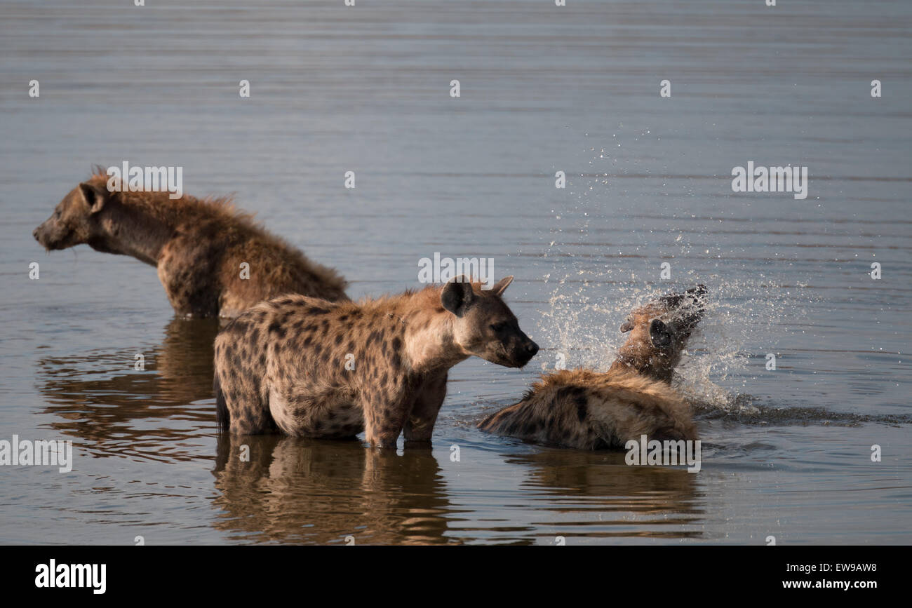 Three spotted hyena playing in water, Etosha Namibia Stock Photo - Alamy