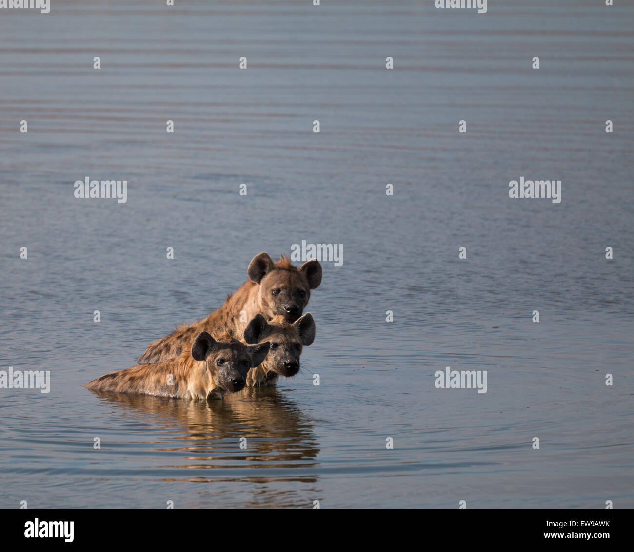 Spotted hyena bath hi-res stock photography and images - Alamy