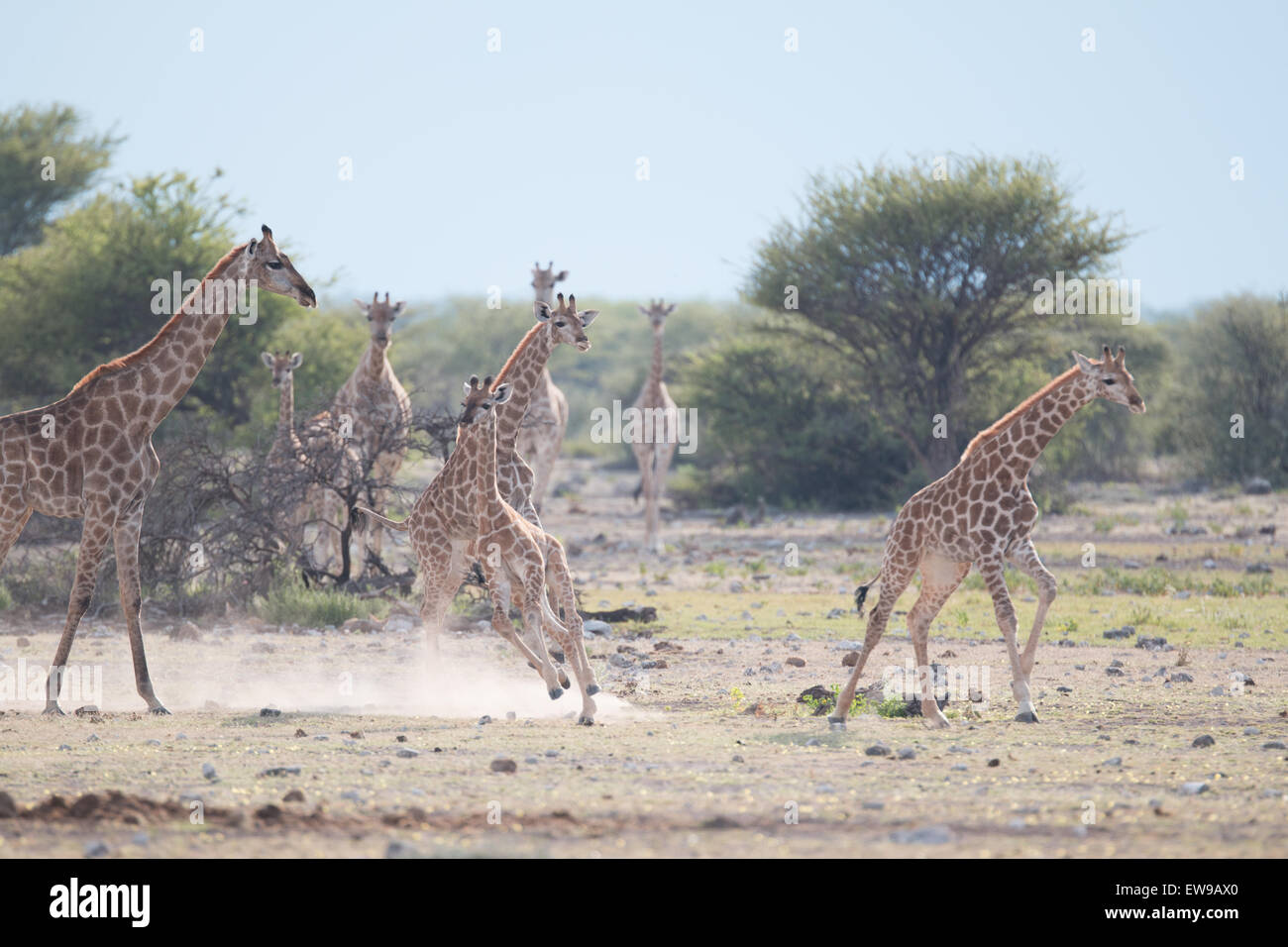 Baby giraffe running in the dust Stock Photo - Alamy