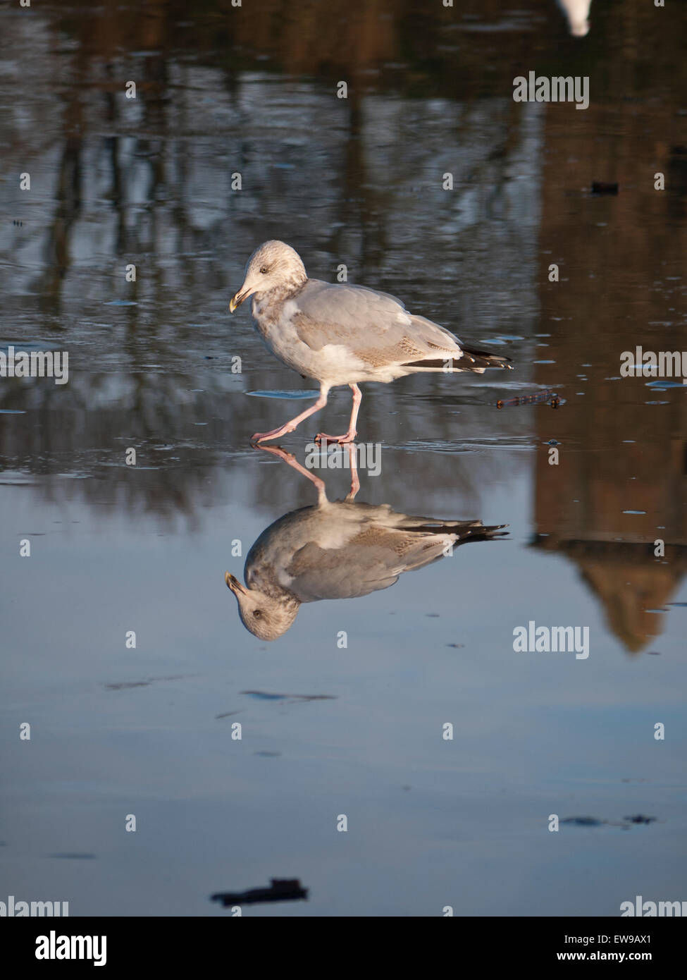 Birds on ice Stock Photo - Alamy