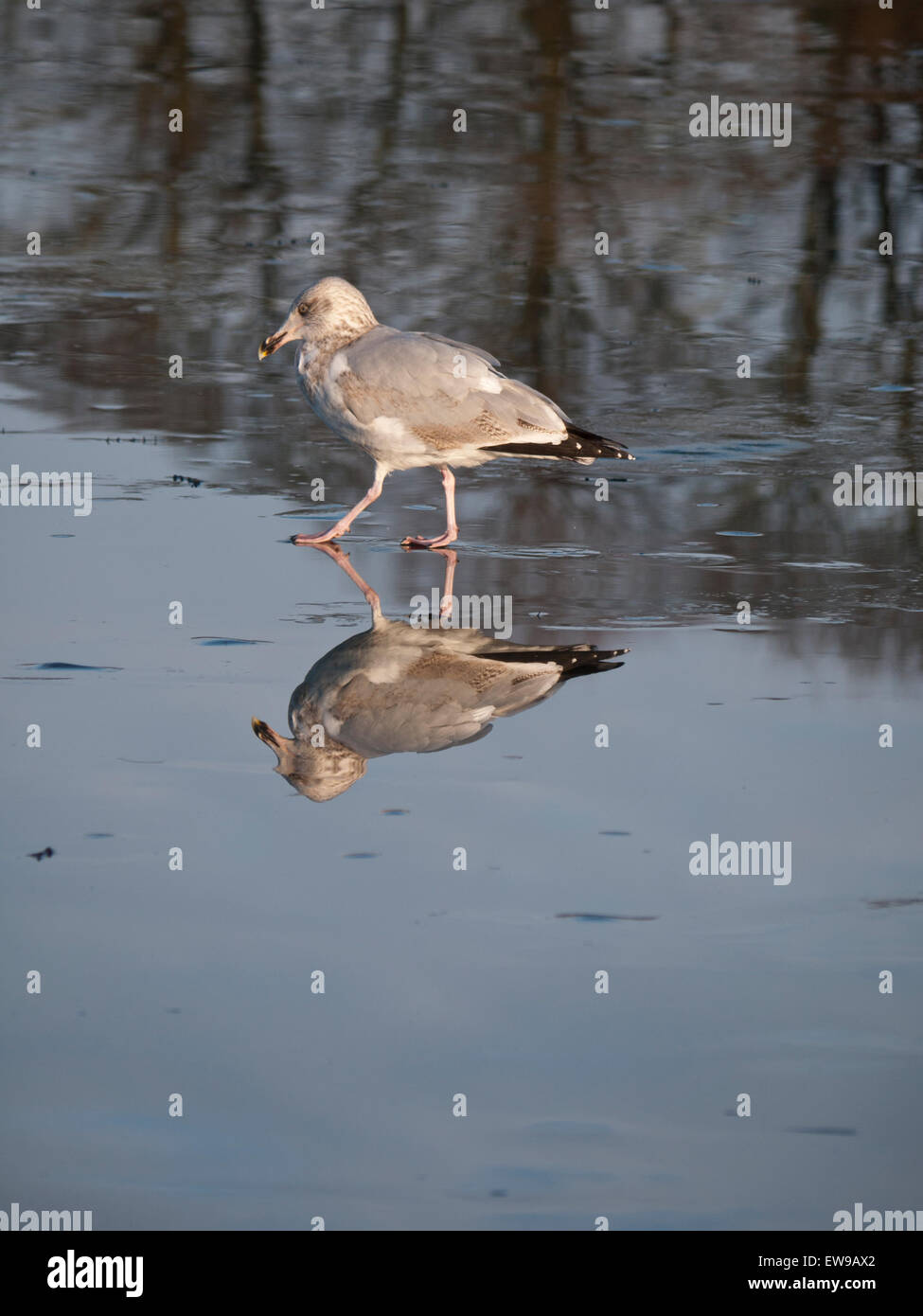 Birds on ice Stock Photo - Alamy