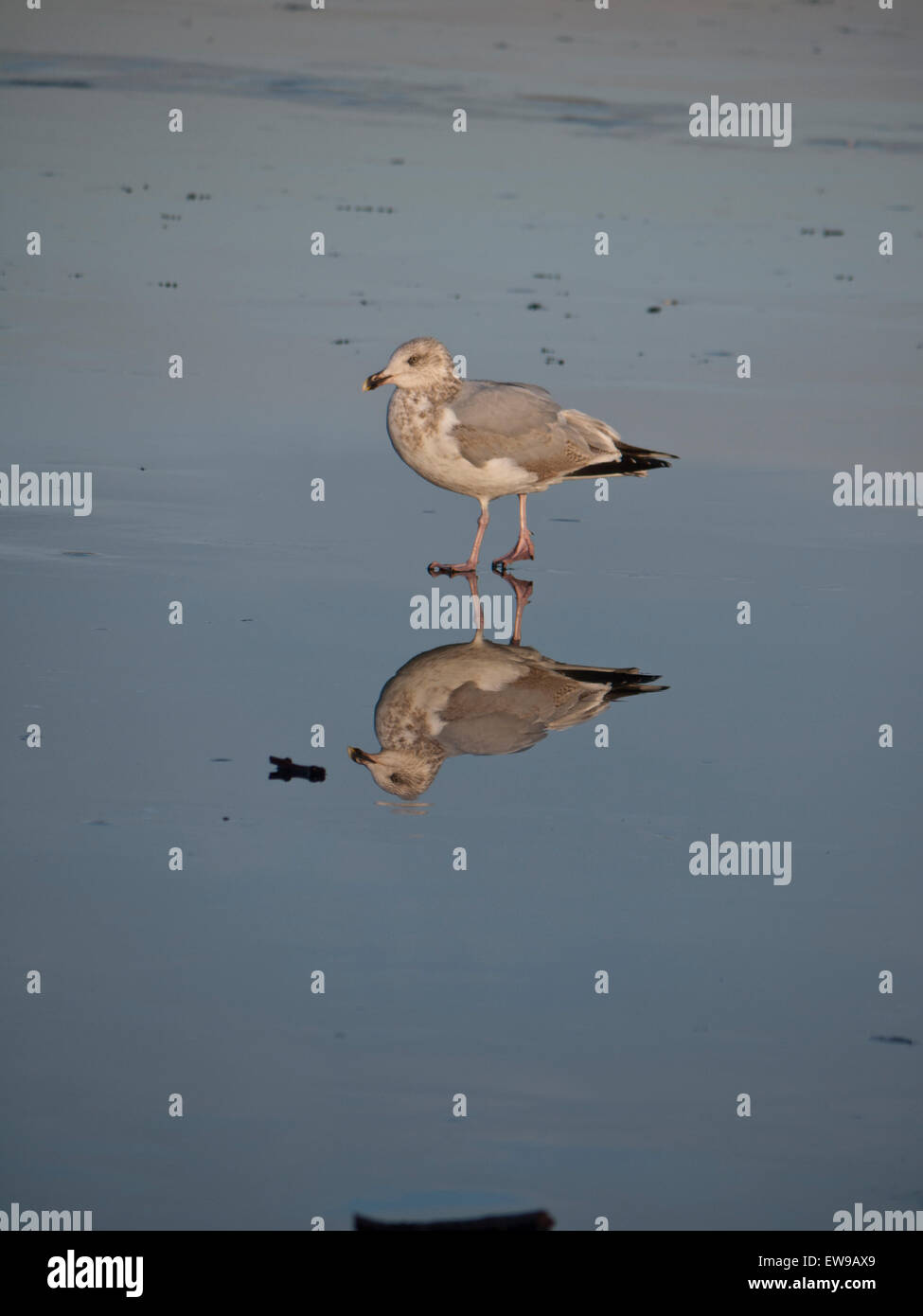 Birds on ice Stock Photo - Alamy