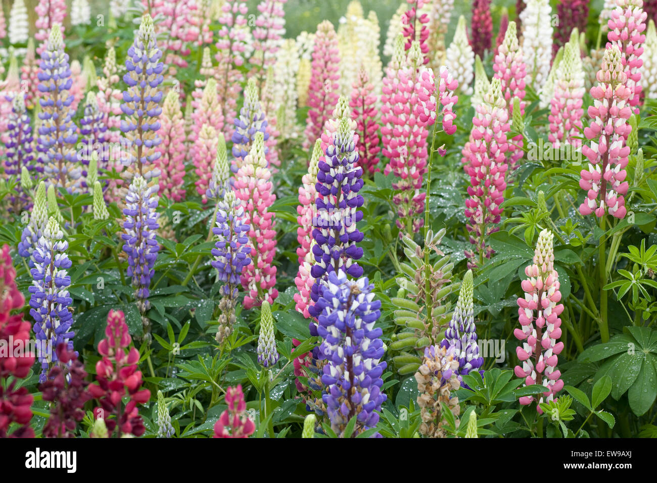 Garden lupin, Lupinus polyphyllus Stock Photo - Alamy
