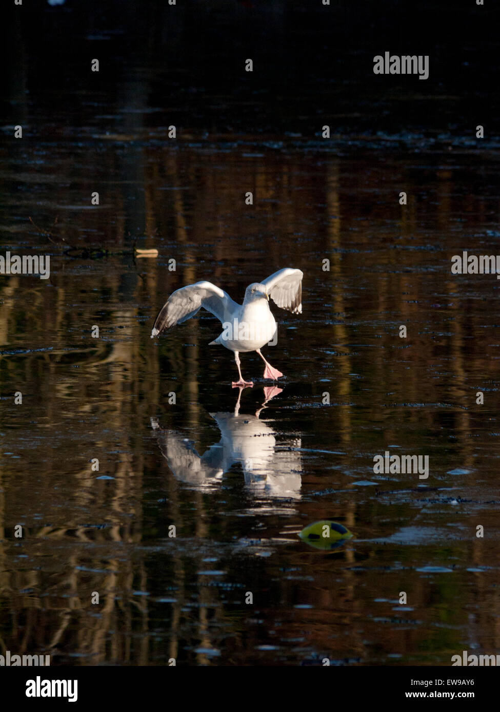 Birds on ice Stock Photo - Alamy