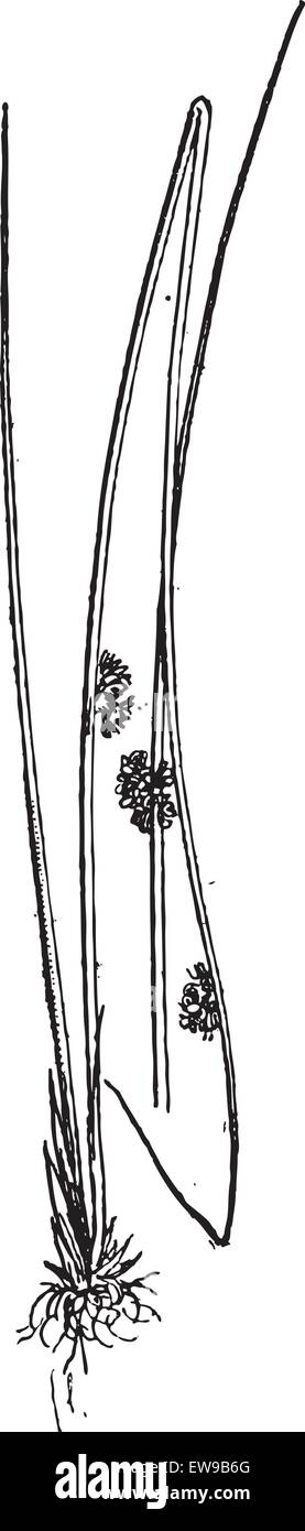 Compact rush juncus conglomeratus hi-res stock photography and images ...