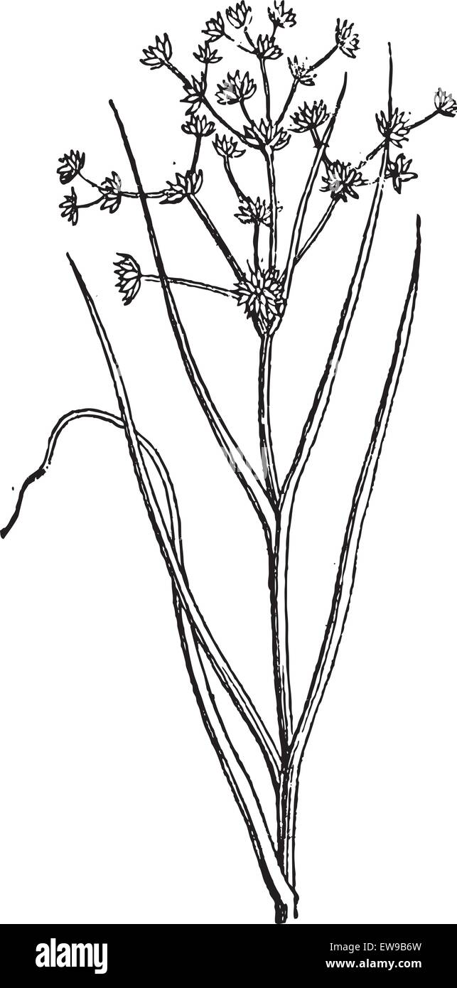 Sharp sedge Stock Vector Images - Alamy