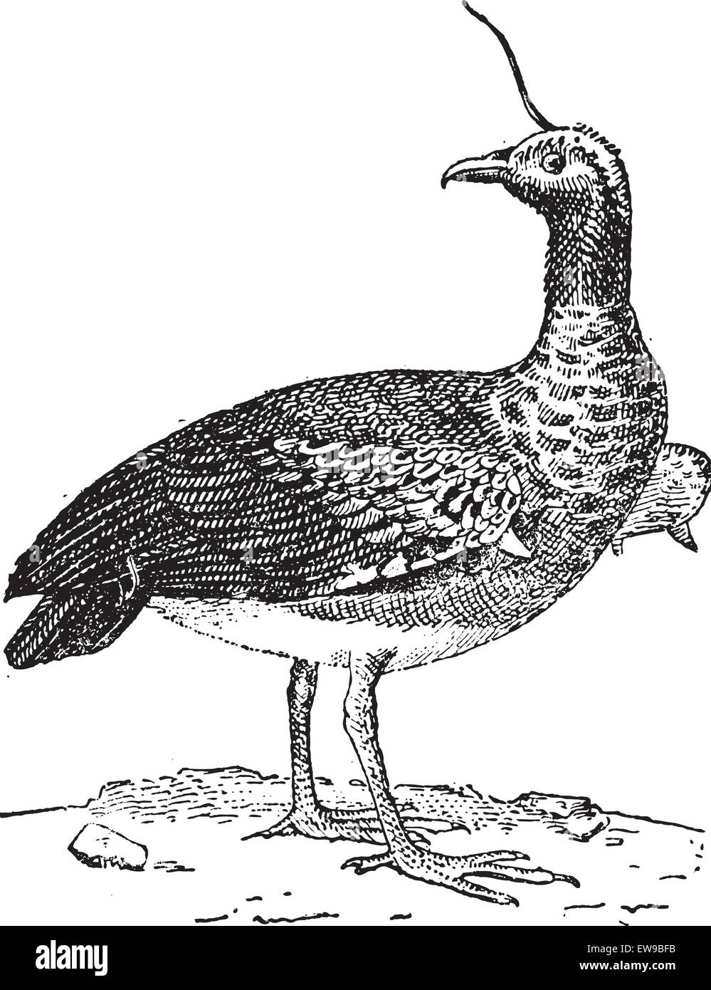 Horned screamer bird Stock Vector Images - Alamy