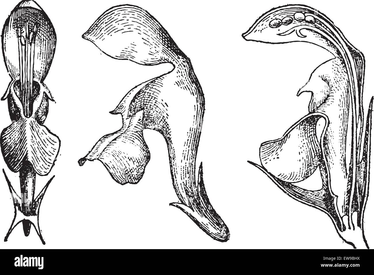 Lamiaceae or Labiatae or the mint, vintage engraved illustration ...