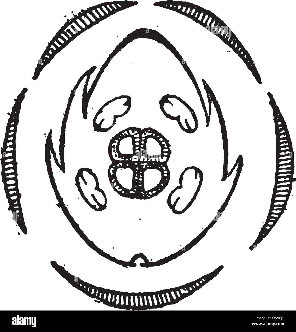 Diagram of Lamiaceae or Labiatae or the mint, vintage engraved ...