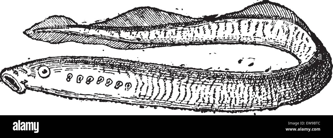 Lamprey or lamprey eels, vintage engraved illustration. Dictionary of ...
